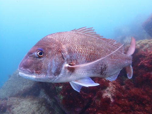 Japan’s Favorite Fish; Madai | www.tyhasegawa.com