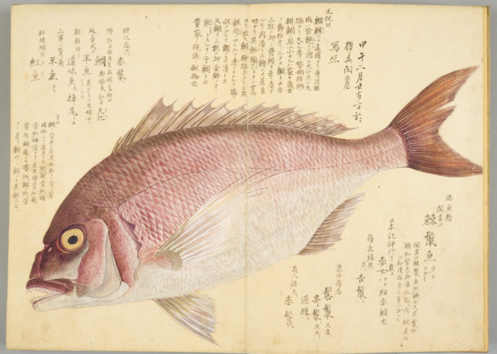 Paintings of Fish in Edo Period, Part 1 | www.tyhasegawa.com