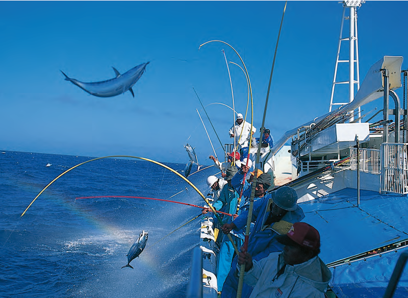The Traditional Lure Fishing in Japan? From the history of Katsuo ...